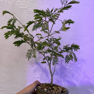 Zanthoxylum Piperitum rare Bonsai Tree, eye Candy Collection From Rare ...
