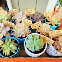 Roblox Noob SVG - Etsy