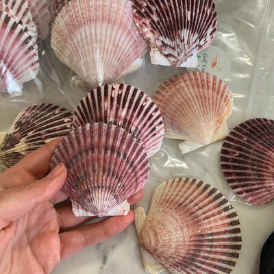 Bumble Bee Shells Bee Hive Shells Engina Mendicaria 1/4 - Etsy