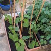 25 Dahlia Dwarf Dandy Collarette Mix Seeds - Etsy UK