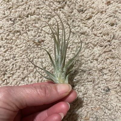 Tillandsia Stricta Iridescent Air Plants - Etsy