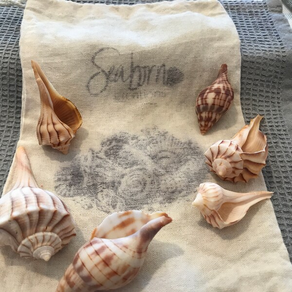 Sunray Venus Shells, Size Giant (4.5"- 5.5") - per 6 Shells - Florida ...