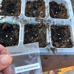 Thai Water Spinach (thai Pak Boong) Yentafo - Etsy