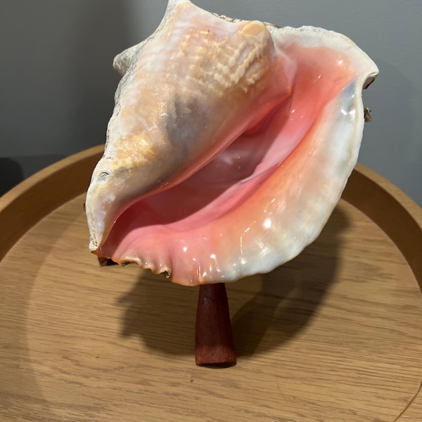 Large Wood Display Stand I Large Wooden Display Stand I Conch Shell ...
