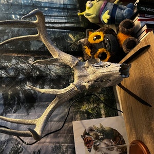 European Skull Mount Table Top Display - Etsy