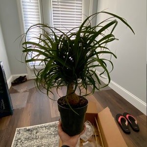 Pony Tail Palm Elephant Foot Single Stock Xtra Large 6 | Etsy