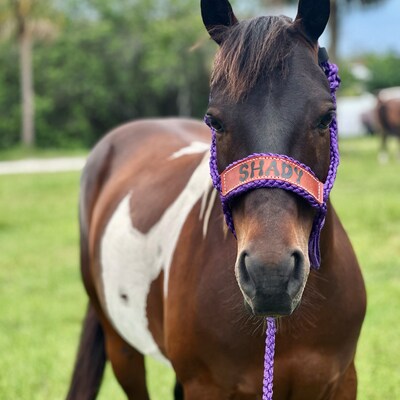 Custom Mule Tape Halter W/ Mohair Noseband - Etsy
