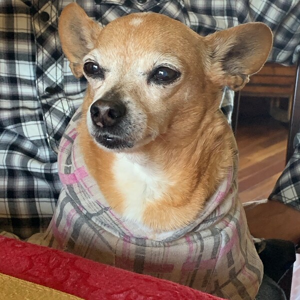 Modified Hoxsey With or Without Boneset - Etsy