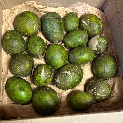 Necklace Pod Seeds sophora Tomentosa - Etsy