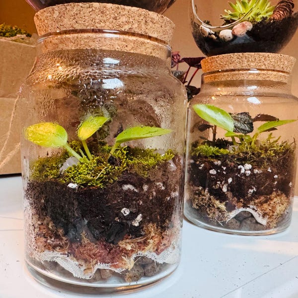 Build Your Own Terrarium Kit | Plant Gift Idea - Etsy