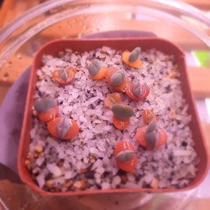 Pachyphytum caesium / 20 seeds | Etsy