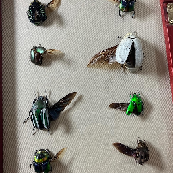 Bronze Metallic Scarab Horned Beetle Real Insect Bug Taxidermy Craft ...