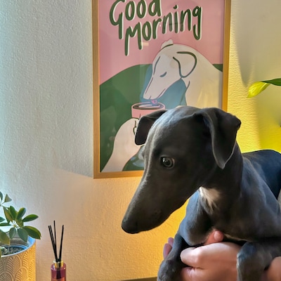 Yum Whippet Poster Print, Greyhound, Sighthound, Cocktail, Evening, Dog ...