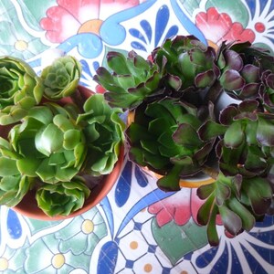 RARE Red Horn HUMMEL Jade Crassula Succulent Cutting 2 | Etsy