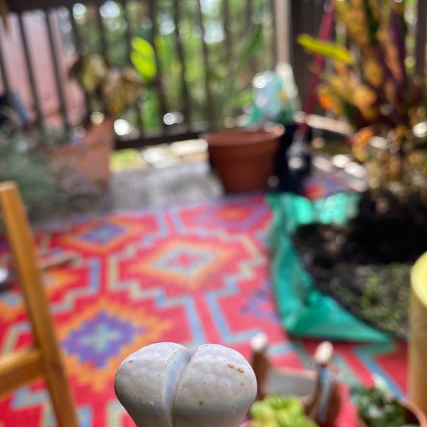 Lithops Rock Succulent Plant One Potted Plant - Etsy
