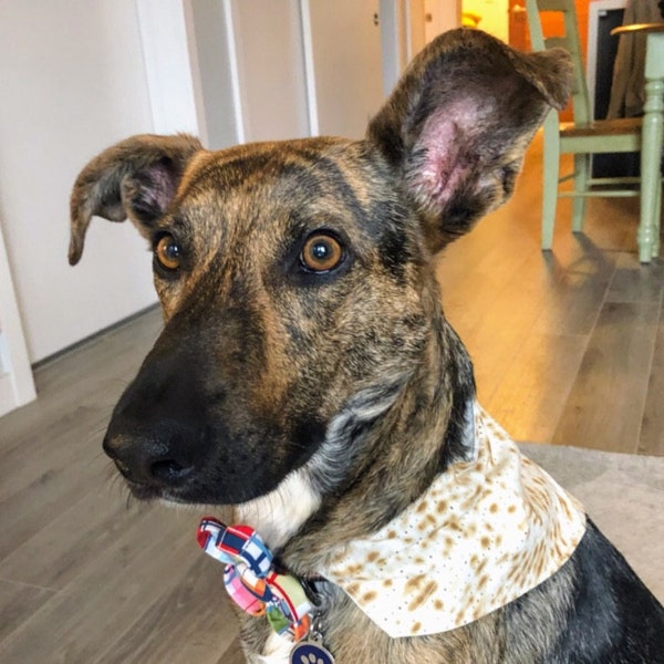 Passover Dog Bandana Matzah - Etsy
