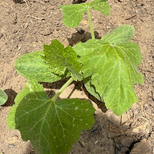 Semillas Pipian Criollo Salvadoreño- Green Striped Cushaw Seeds - Etsy