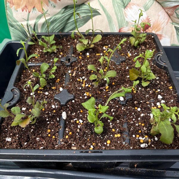 Verbena Bonariensis (8) ~live Plant Plugs~ Baby Plants~ - Etsy