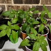 Philippine HOT Green Finger Pepper Seeds Sili Pang Sigang Sinigang Phil ...