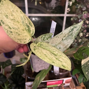 Cebu Blue Ghost Variegated Epipremnum Pinnatum Rooted Starter Plant - Etsy