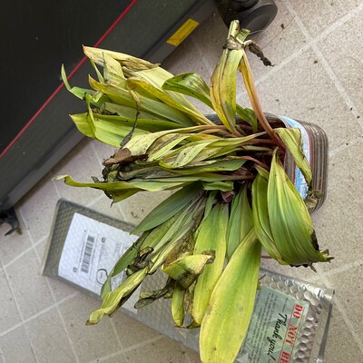 Wild Ramp Seeds - Etsy