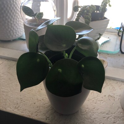 Peperomia Polybotrya Peperomia Raindrop Live Plant Rare - Etsy