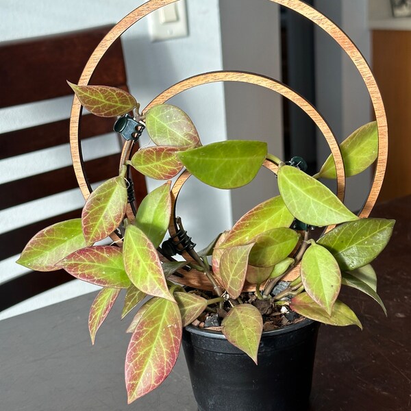 Triple Hoop Houseplant Trellis (2 Sizes) | Wooden Round, Endless Circle ...