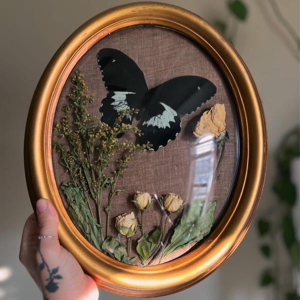Giant Roly Poly Pill Bug, Sphaeropoeus Lugubris, Mounted in a Bell Jar ...