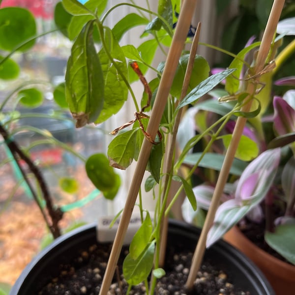 Athens Blue Princess Glory Bush Planttibouchina Urvilleanasmall Starter ...