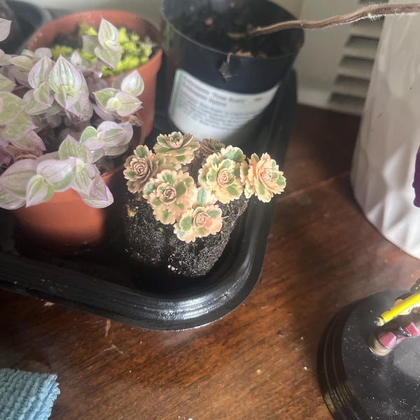 Sedum Atlantis Stonecrop Succulent Perennial. Super Healthy. - Etsy