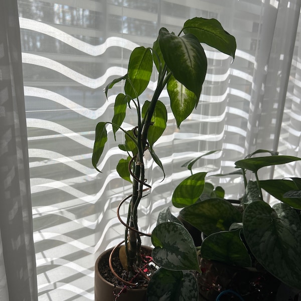Plant Suncatcher Stake, Crystal Plant Stick, Modern Sun Catcher Plant ...