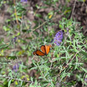 Common Ironweed vernonia Fasciculata Packet of 25 Seeds With - Etsy