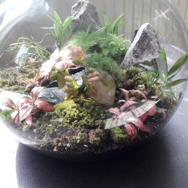 Extra Large Terrarium Kit - With Plants - Etsy UK