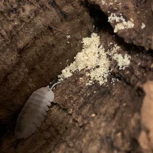 Vented Enclosure 16 Quart Reptile Isopod Terrarium Vivarium Container ...