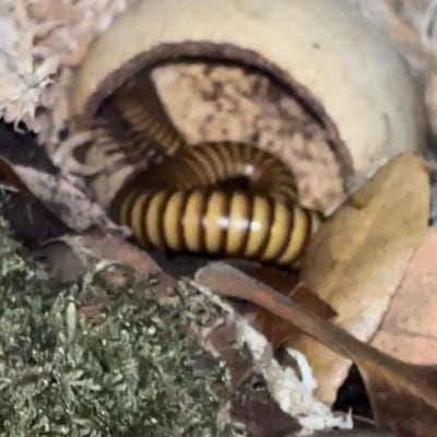 Spring Cuisine Premium Springtail Food Springtails Isopods Bioactive ...