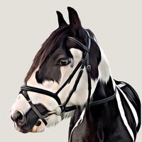 Horse Physical Assessment Form | Horse Bodywork | Equine Form | Horse ...