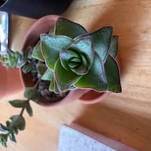 Aeonium Voodoo Rare Limited Aeonium Succulents Easy to Form - Etsy