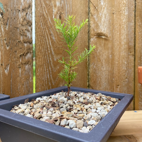 Coast Redwood | Small Tree Seedling | the Jonsteen Company - Etsy