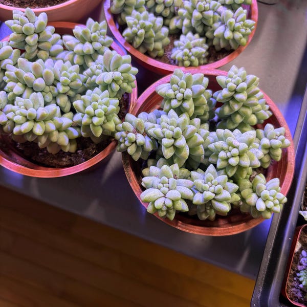 2” Cactus Assortment – 64 Live Plants Bulk Pack – Wholesale Succulents ...