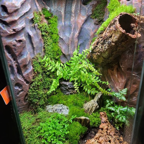 Princess Pine Tree Clubmoss Plants for Fairy Garden, Terrarium, Garden ...