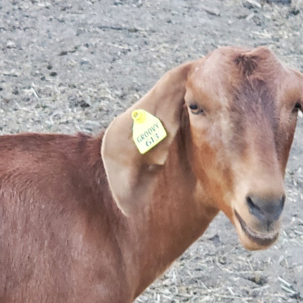 Custom Engraved Livestock Ear Tag - Laser Engraved Goat Pig Sheep Ear ...