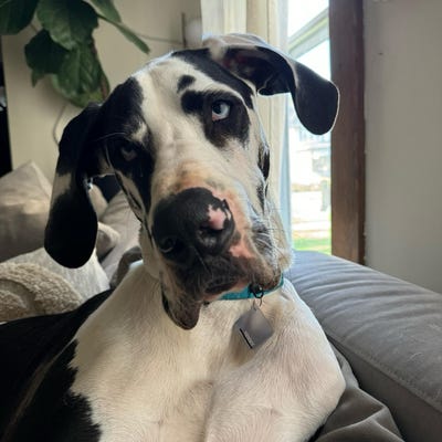 Frosted Dog Tag, Personalized Dog Tag, Dog Id Tag, Cat Name Tag, Pet ...