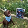 Dog Birthday Chalkboard Sign, 1st Party Chalk Board Poster Banner ...