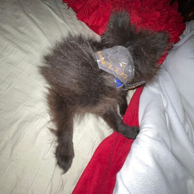 Skull Candle Occult Toad Raven Skull Skeleton Key Print Incense Bag ...