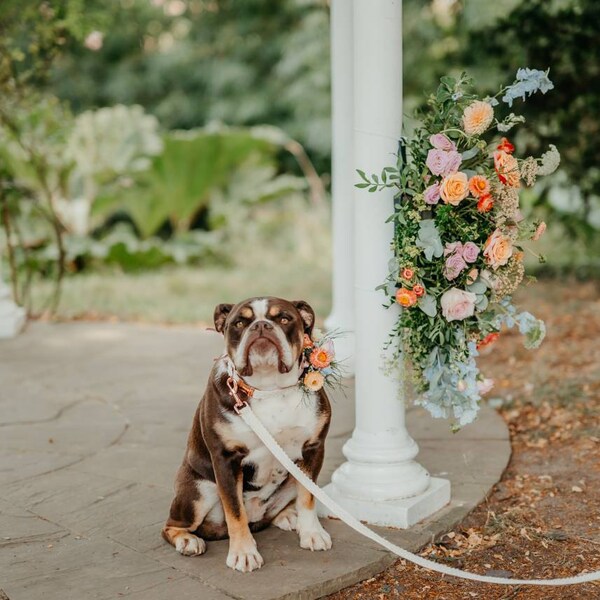 White Ivory Lace Bridal Dog Ring Bearer Collar & Leash Set,detachable ...