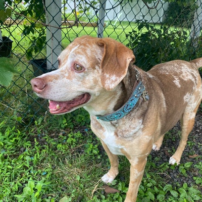 Lucky Dog Collar, Lucky Brand Dog Collar, Martingale Dog Collar. Bling ...