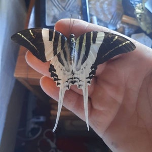 The Amber Phantom Clearwing Butterfly Haetera Piera Mounted - Etsy