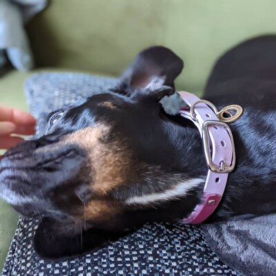 Bringsel Alert Biothane Vegan Leather Made to Order 20 - Etsy