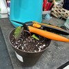 Live Colocasia "redemption", Elephant Ears Super Rare Starter Plant - Etsy
