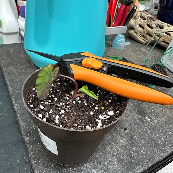 Live Colocasia "redemption", Elephant Ears Super Rare Starter Plant - Etsy